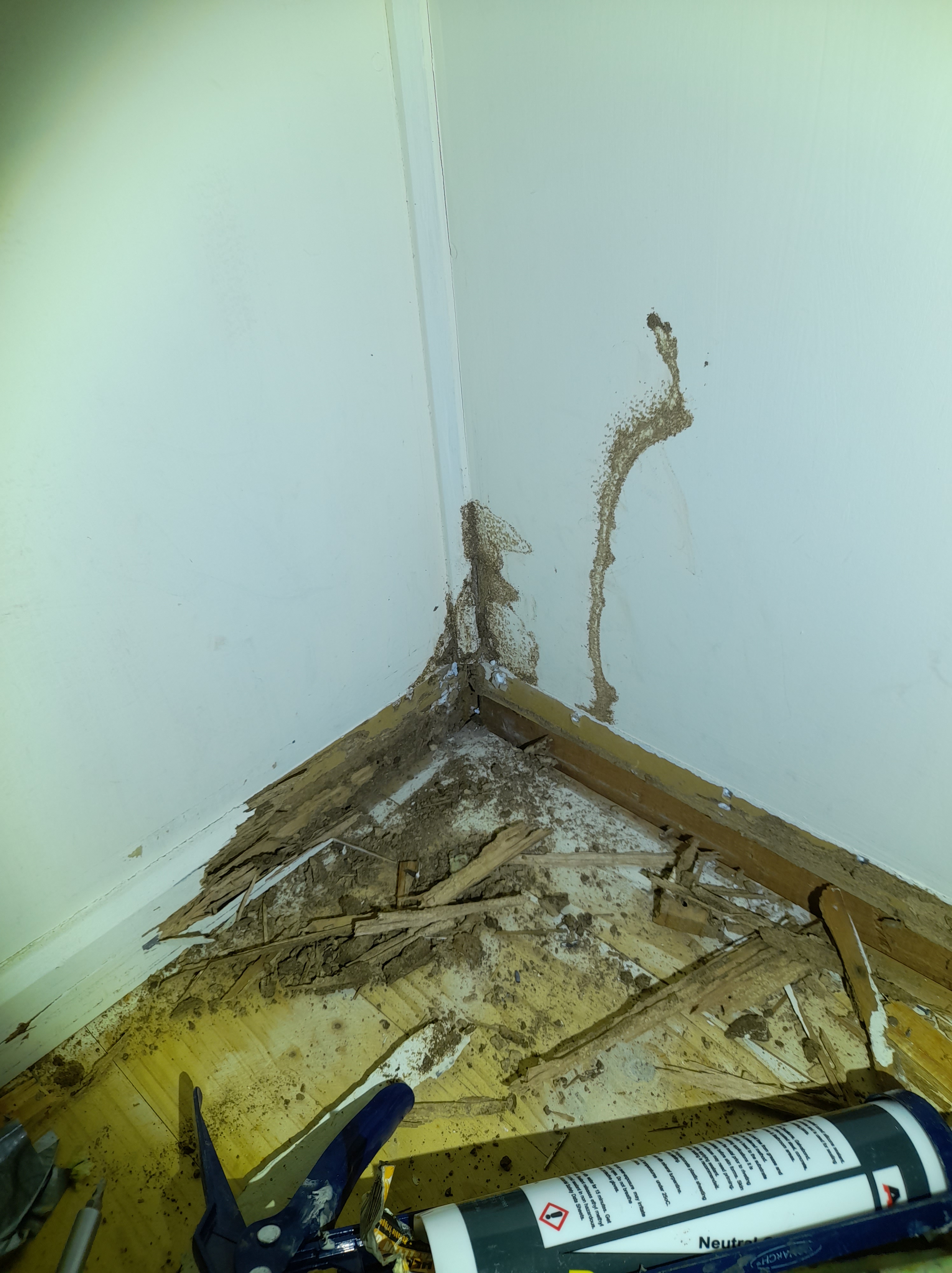 Termites – Pest Control Melbourne – Same Day Services Available
